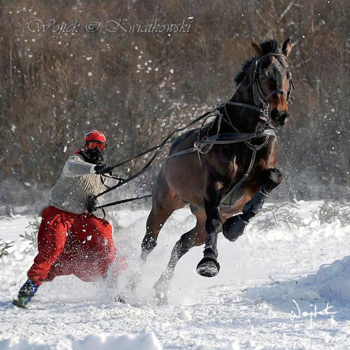 Konjske saonice – Selo.hr