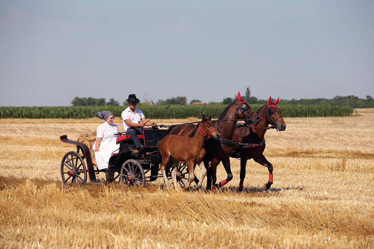 Takmičenje risara – Selo.hr