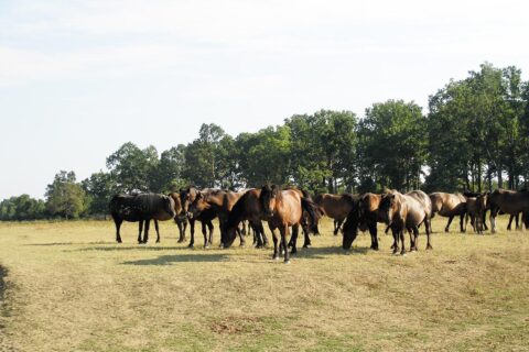 Pralje, Lavandijere, Lavandare, Lavađerice – Selo.hr